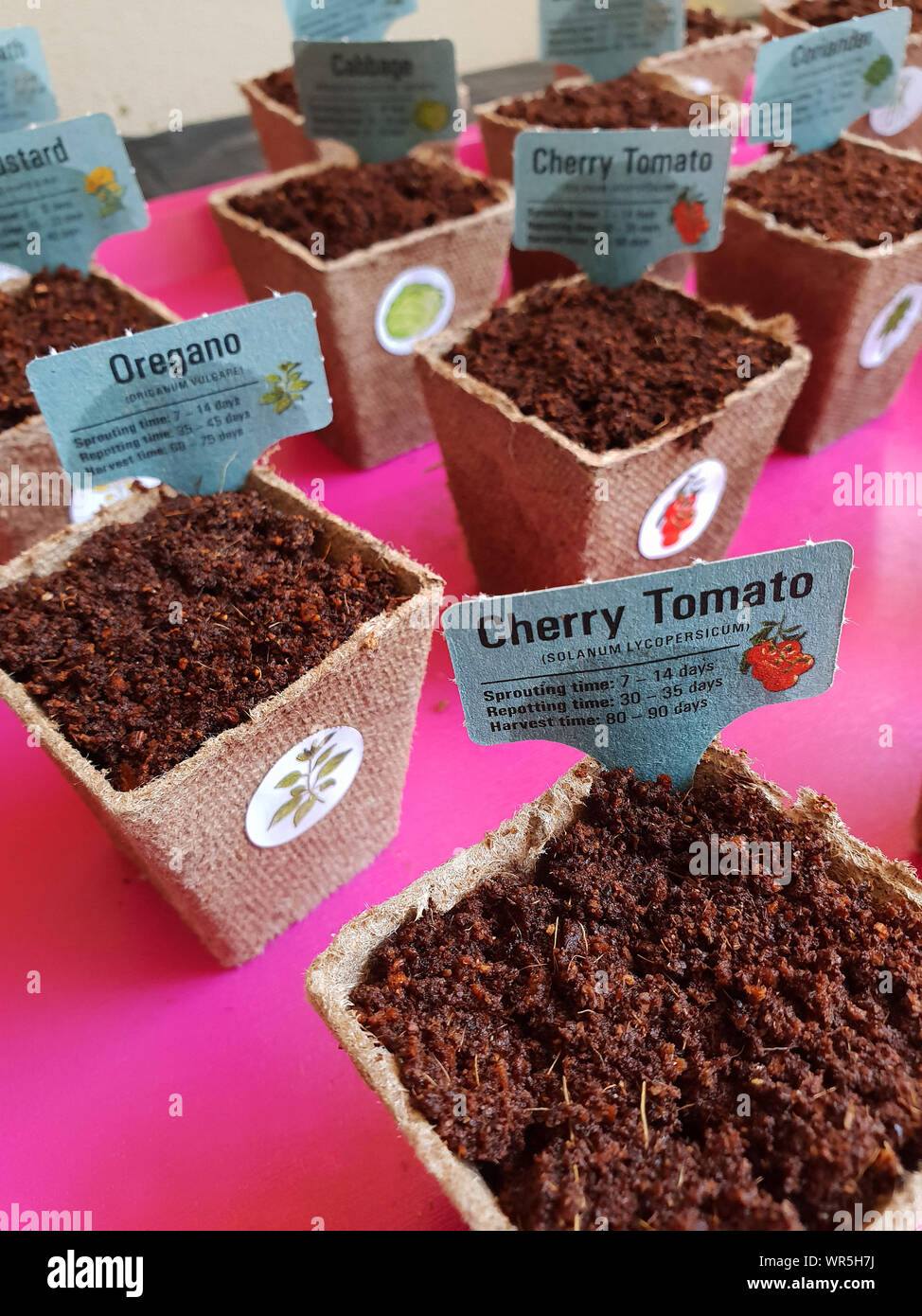 Growing plants in a biodegradable cup, South Africa Stock Photo - Alamy