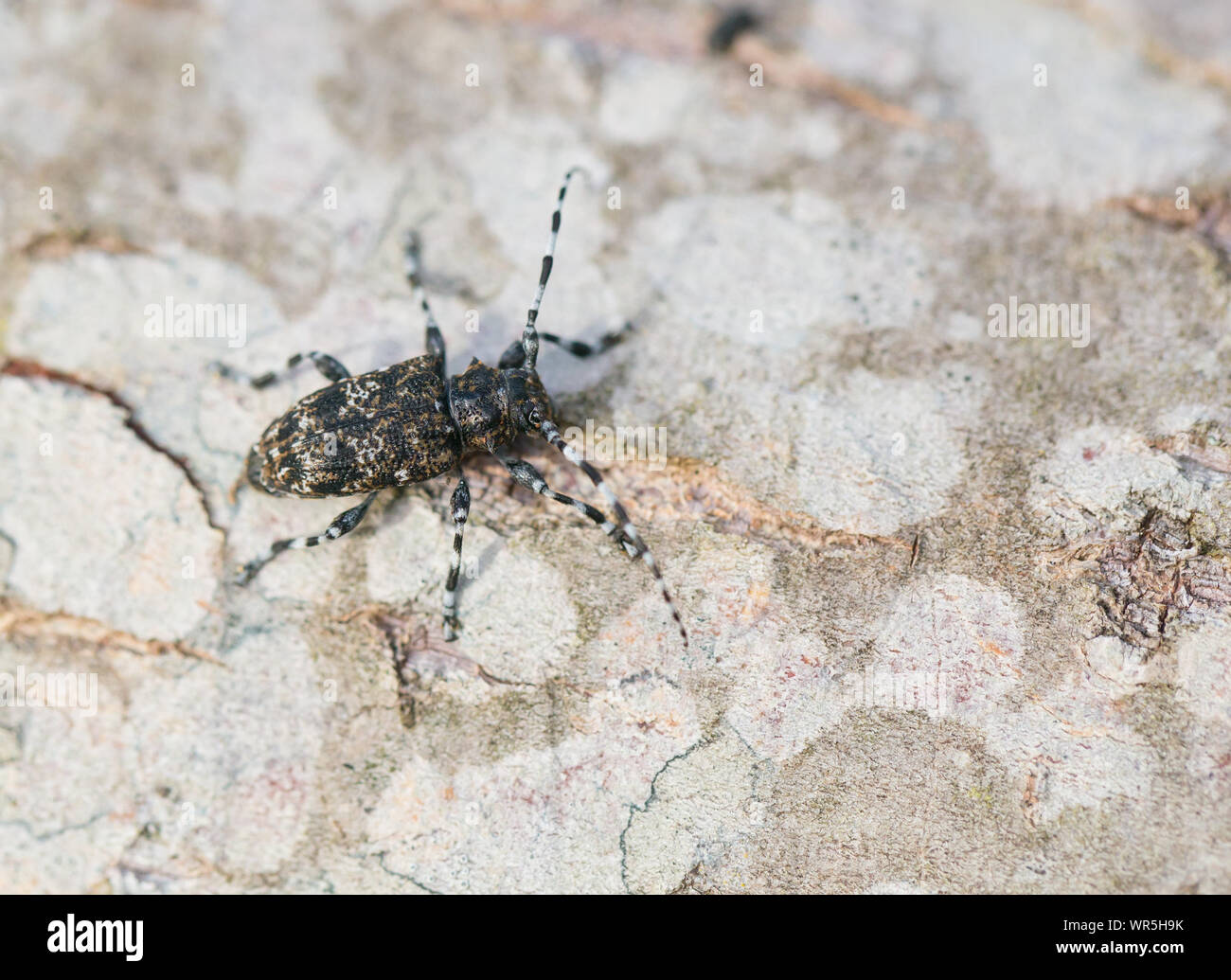 Longhorn beetle (Aegomorphus clavipes Stock Photo - Alamy
