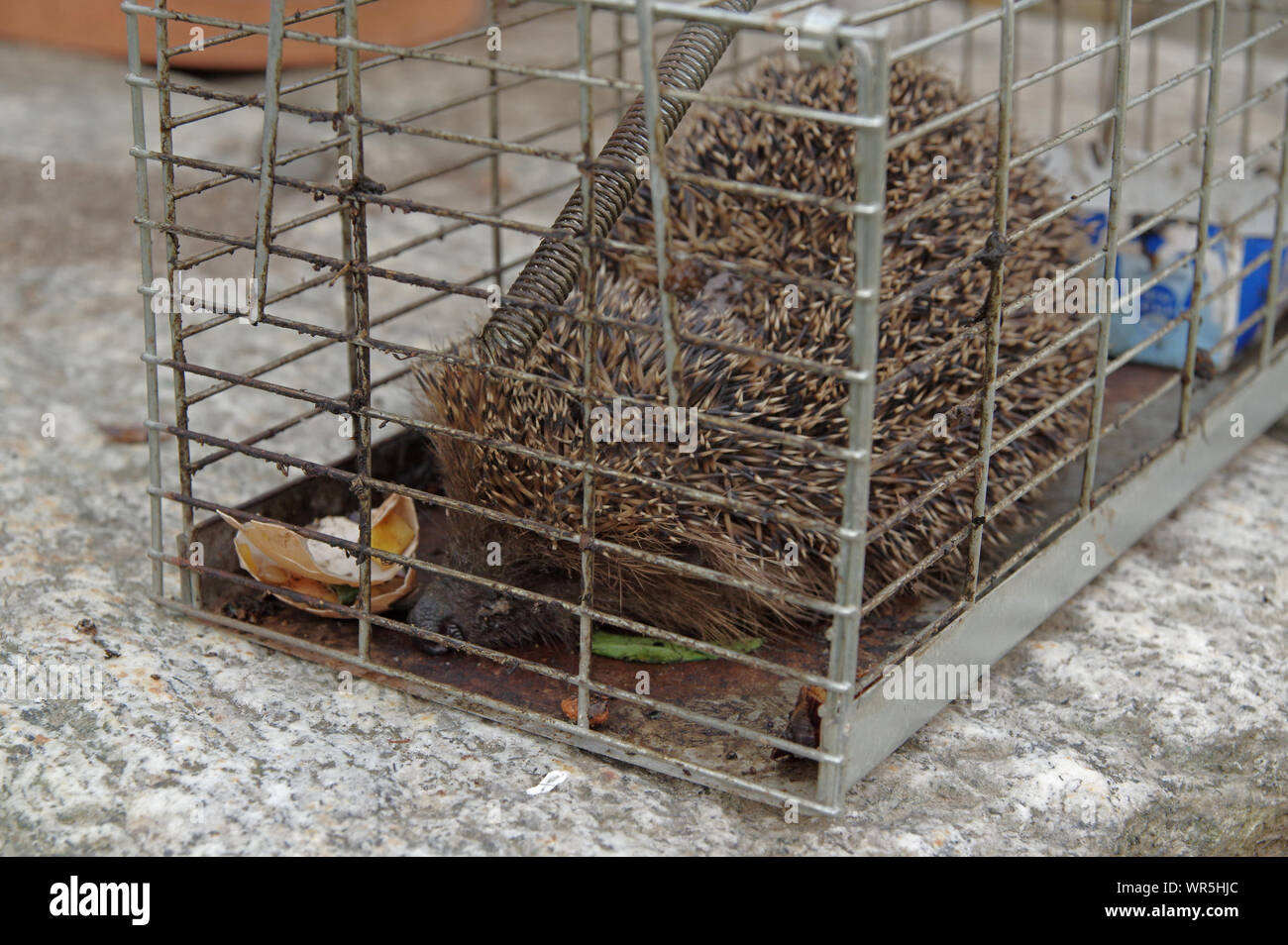 Lab mouse cage hi-res stock photography and images - Alamy