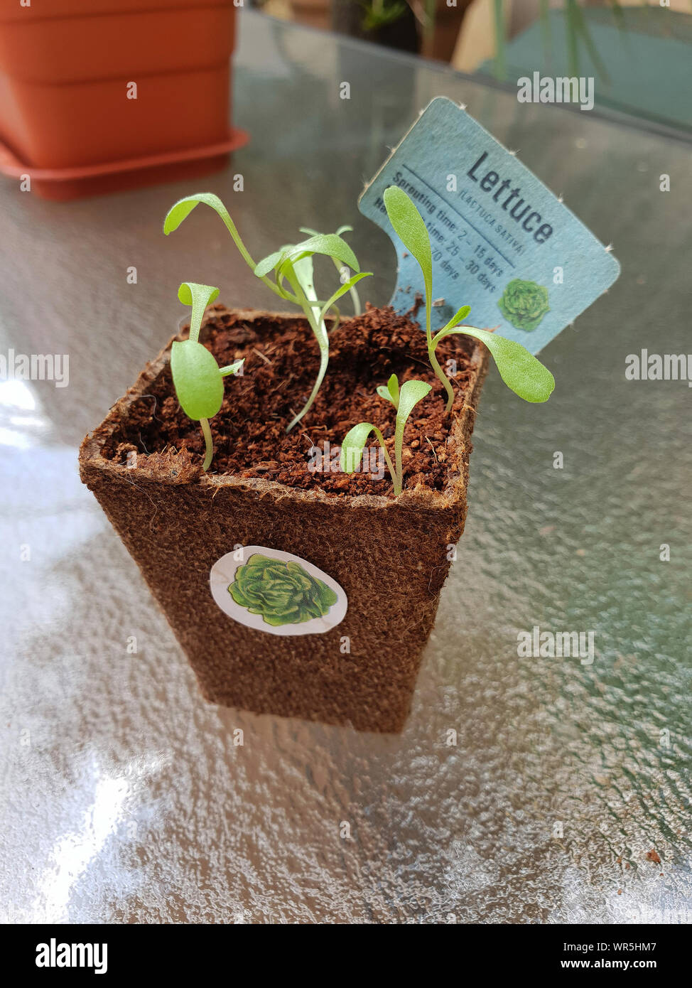 Best Plants To Grow In A Cup at Jane Rodriquez blog