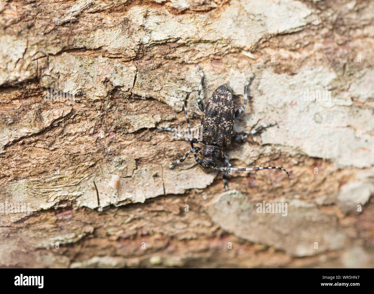 Longhorn beetle (Aegomorphus clavipes Stock Photo - Alamy