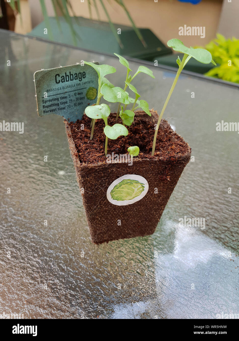 Growing plants in a biodegradable cup, South Africa Stock Photo - Alamy