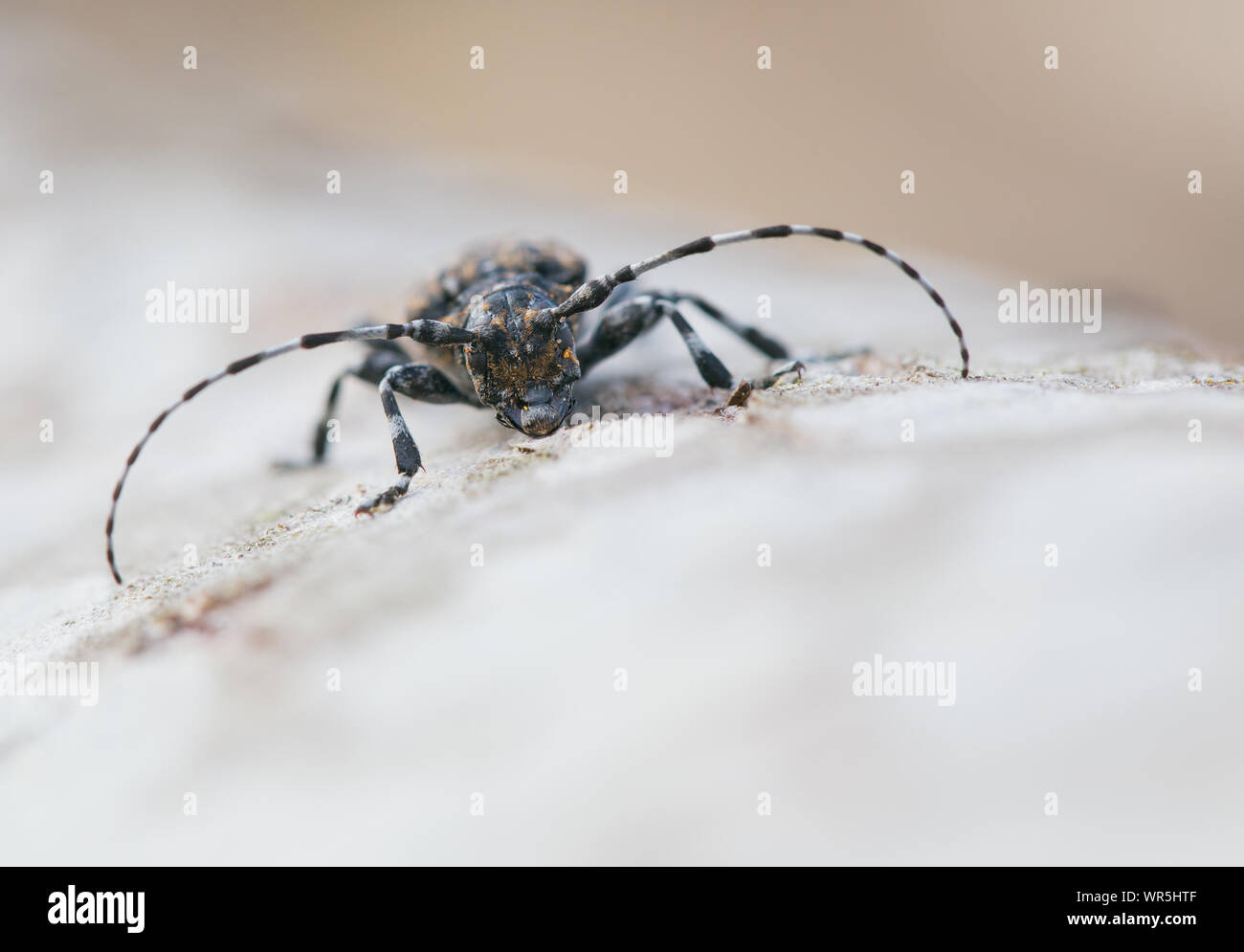 Longhorn beetle (Aegomorphus clavipes Stock Photo - Alamy