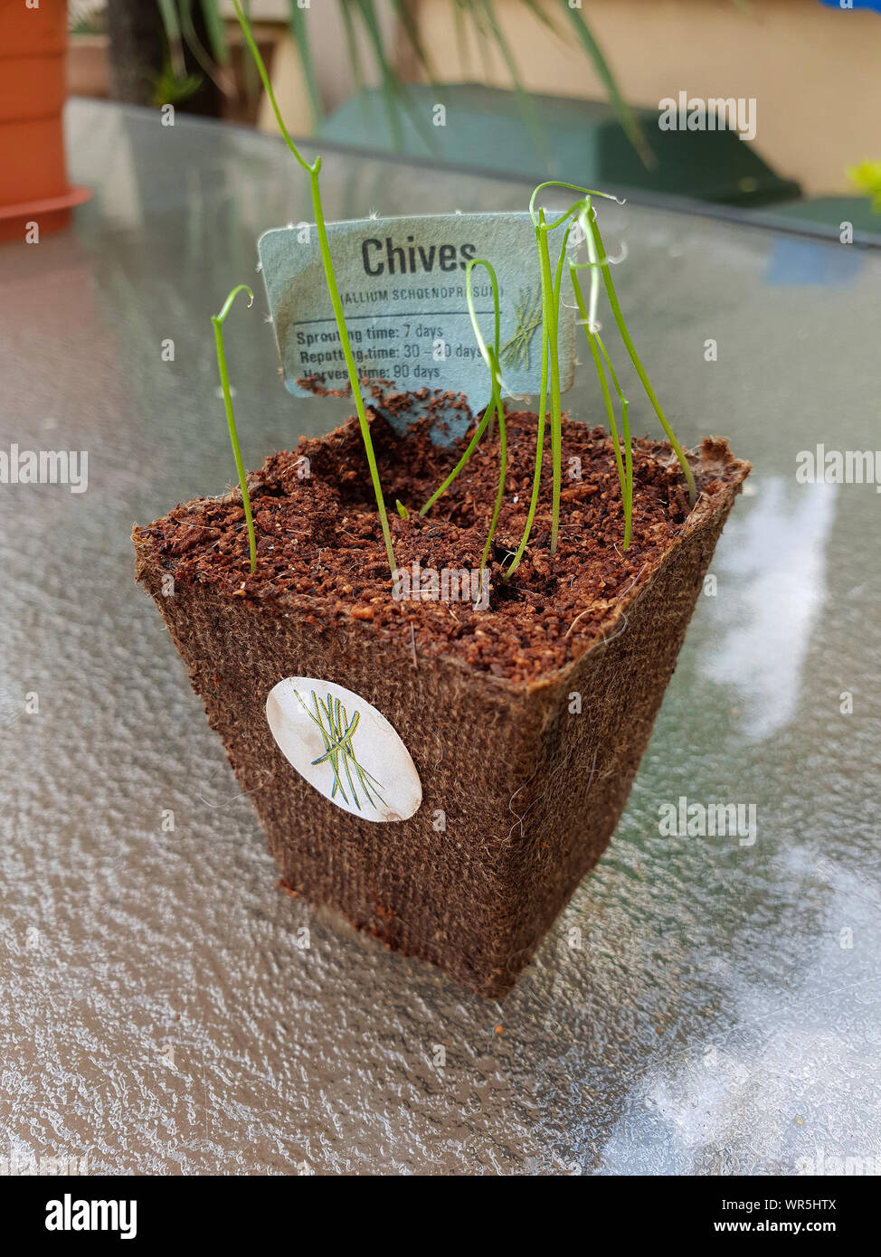Chive Sprouts