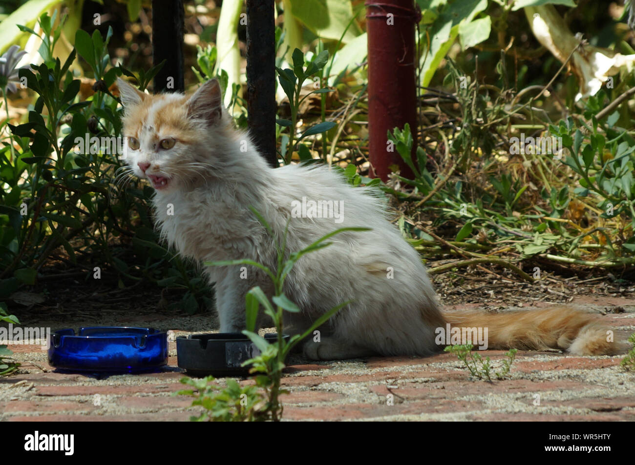 Snarling Domestic Cat High Resolution Stock Photography and Images - Alamy