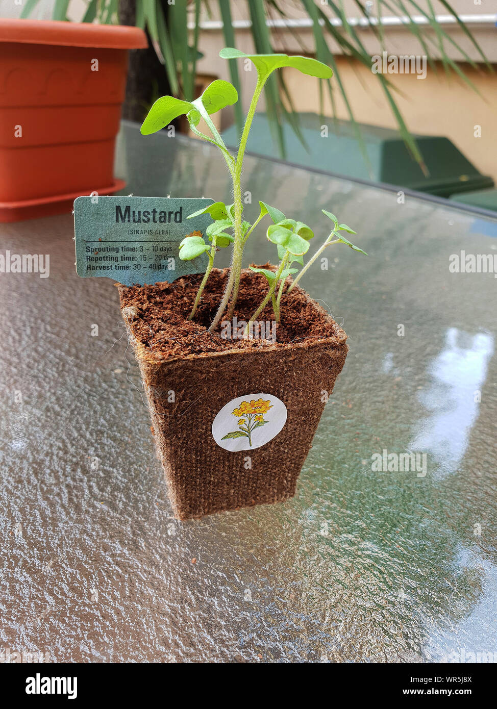 Growing plants in a biodegradable cup, South Africa Stock Photo - Alamy