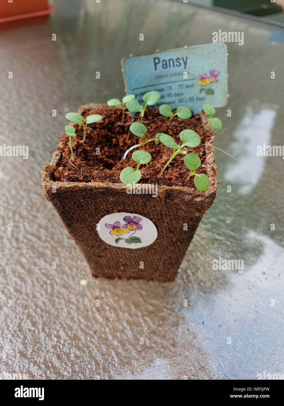 Growing plants in a biodegradable cup, South Africa Stock Photo - Alamy