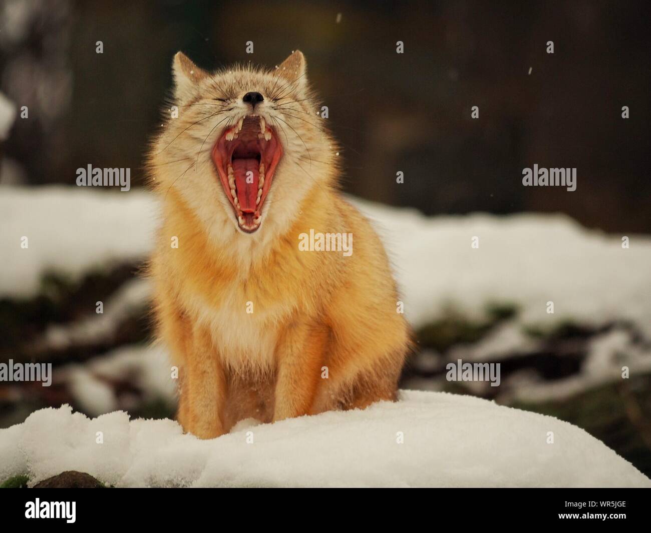 Fox yawning hi-res stock photography and images - Alamy