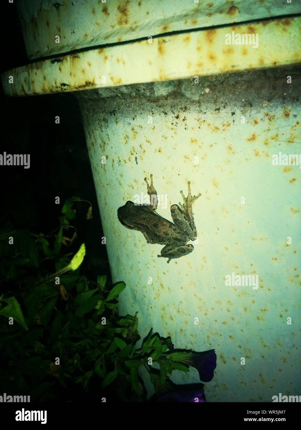 The frog and bucket hi-res stock photography and images - Alamy