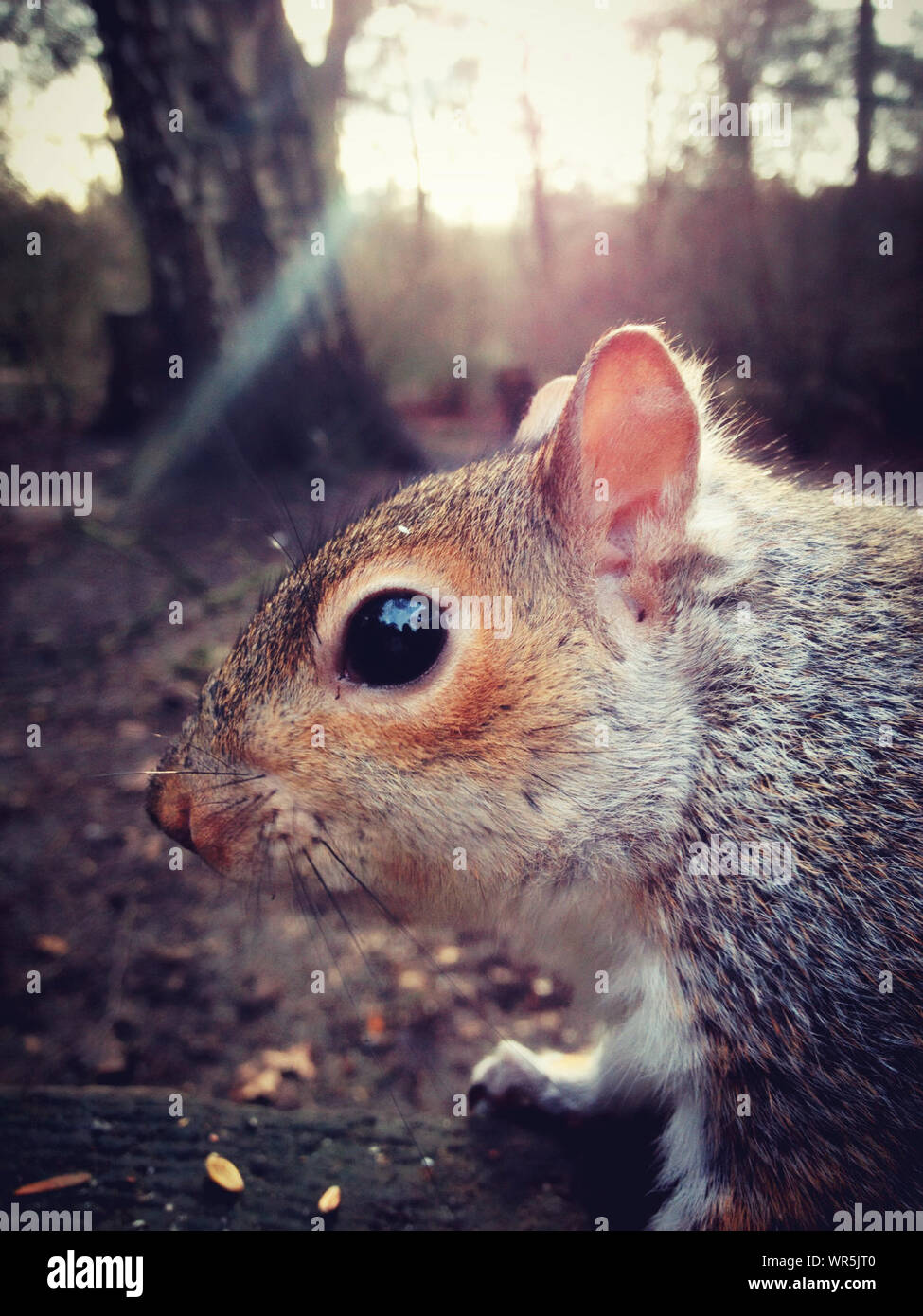 Squirrel close up profile view hi-res stock photography and images - Alamy