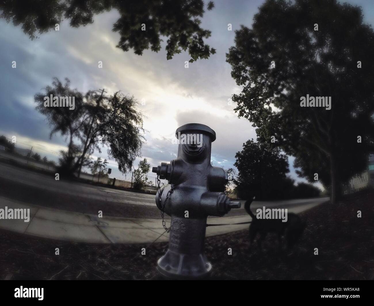 Fire hydrant with tree hi-res stock photography and images - Alamy