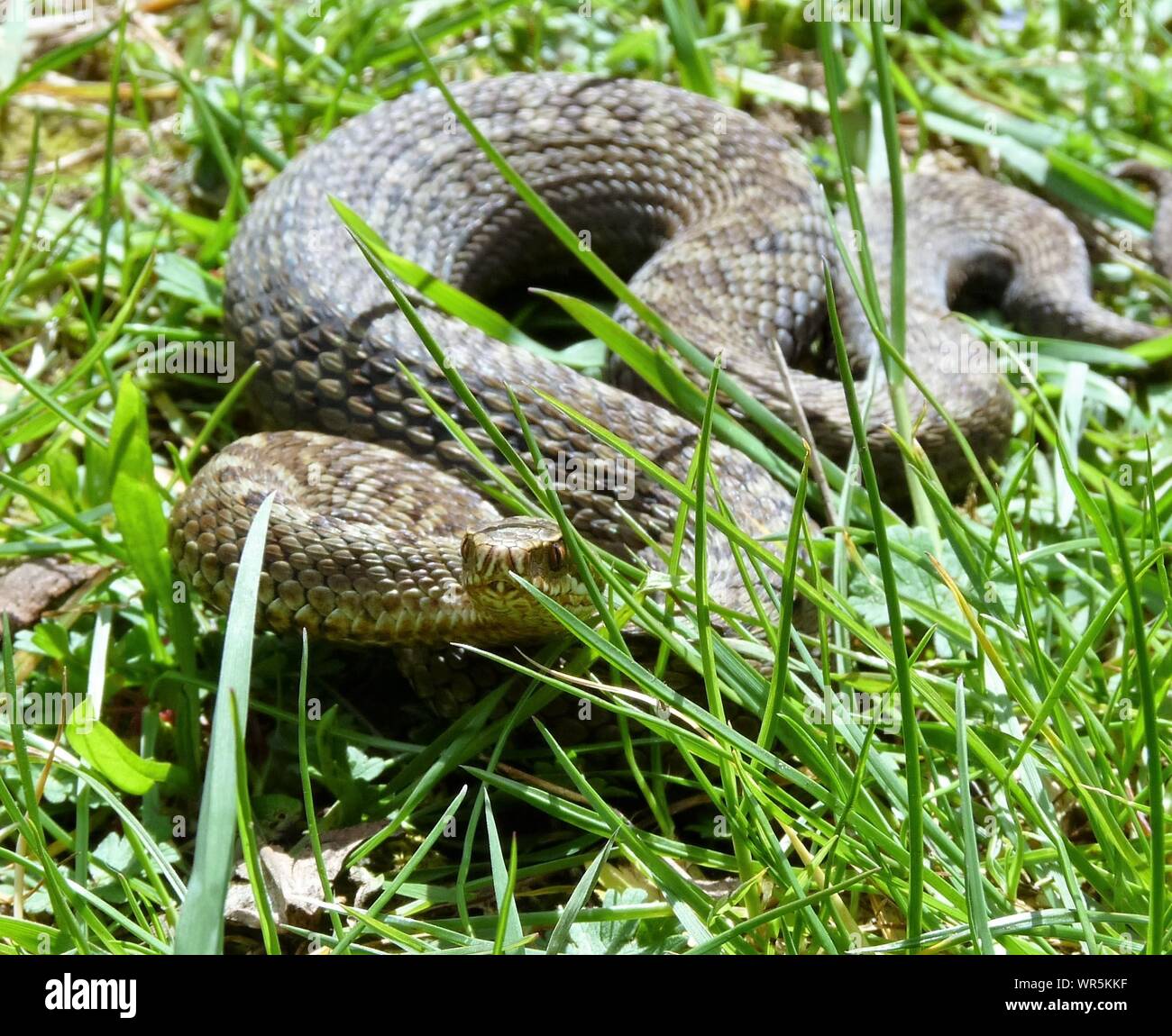 Snake In Grass Stock Photo - Alamy