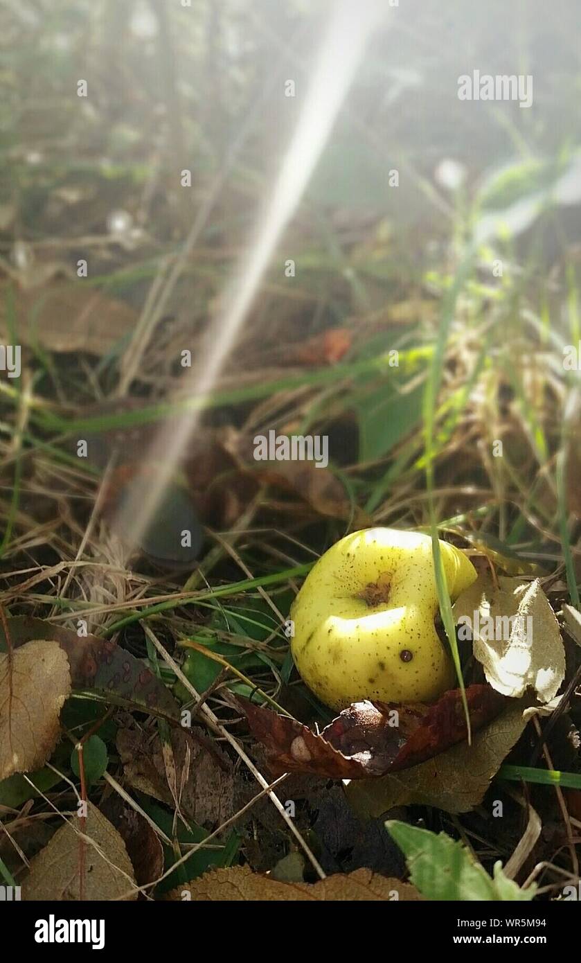 Apple ground hi-res stock photography and images - Alamy
