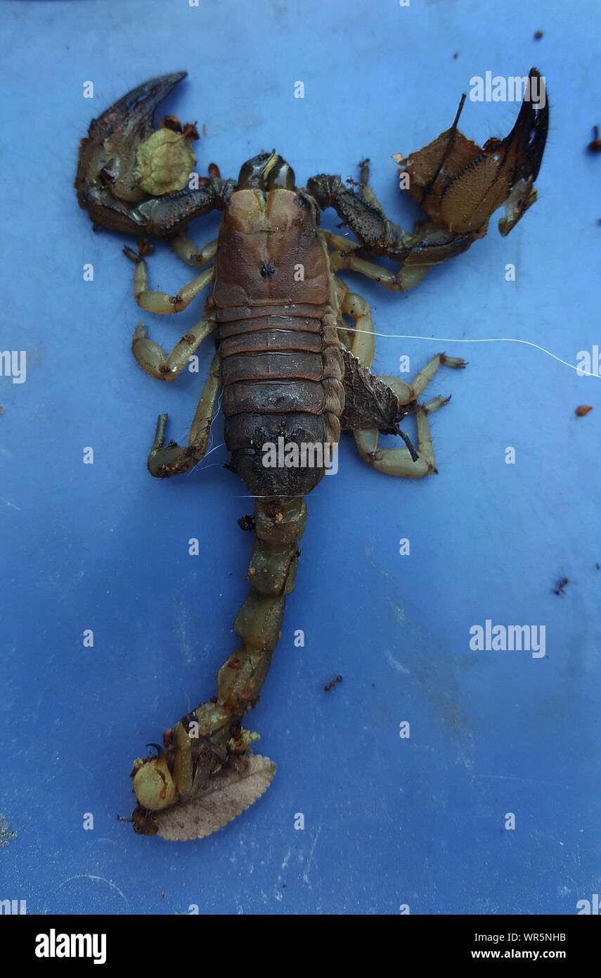 Dead burrowing scorpion, South Africa Stock Photo - Alamy