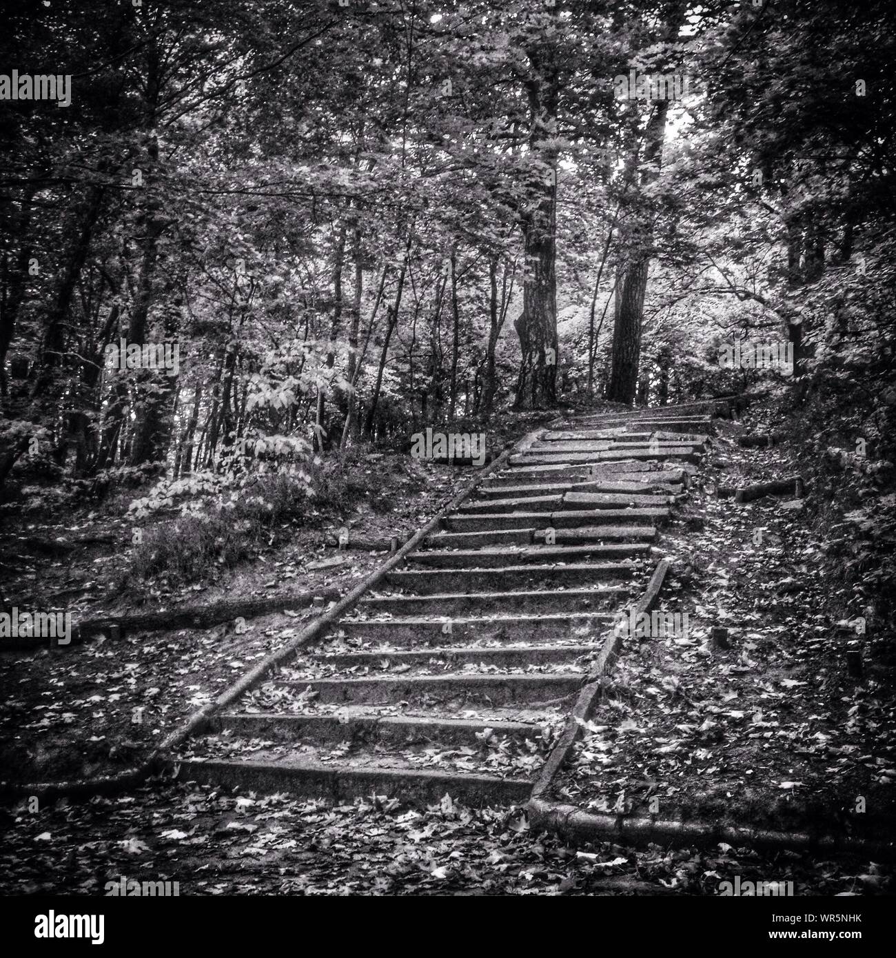 Steps In The Forest High Resolution Stock Photography and Images - Alamy