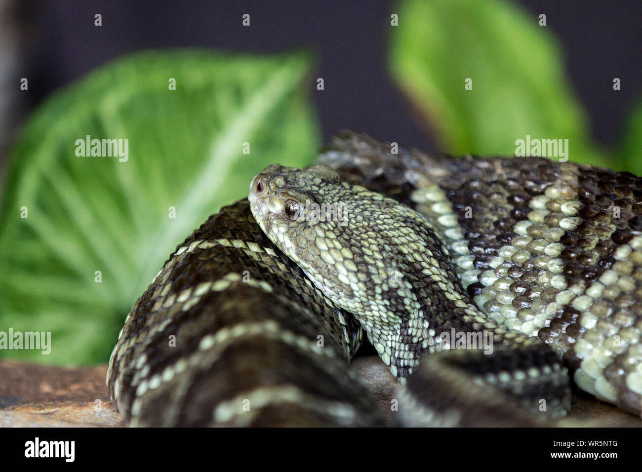 Snake Curled Up High Resolution Stock Photography and Images - Alamy
