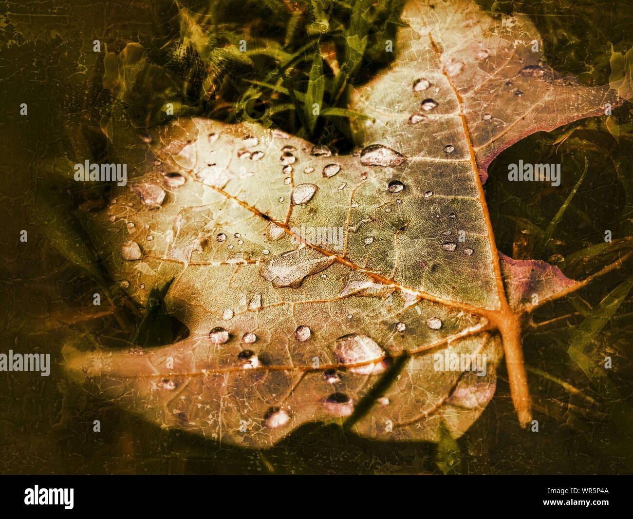 Field Maple Leaf High Resolution Stock Photography and Images - Alamy