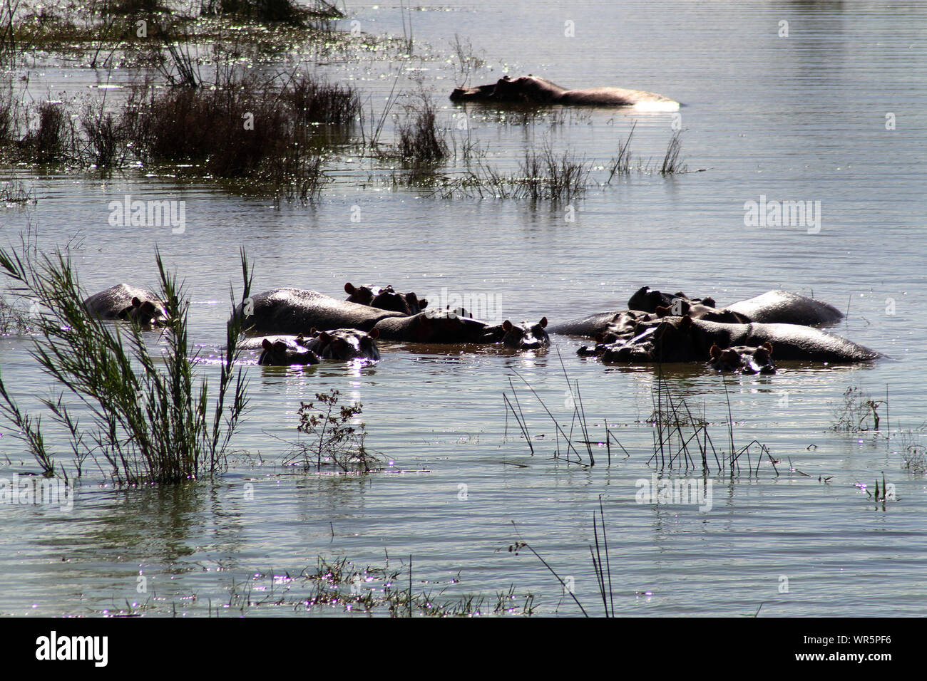 Bloat of hippos hi-res stock photography and images - Alamy
