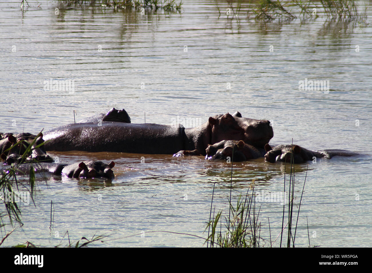 Bloat of hippos hi-res stock photography and images - Alamy