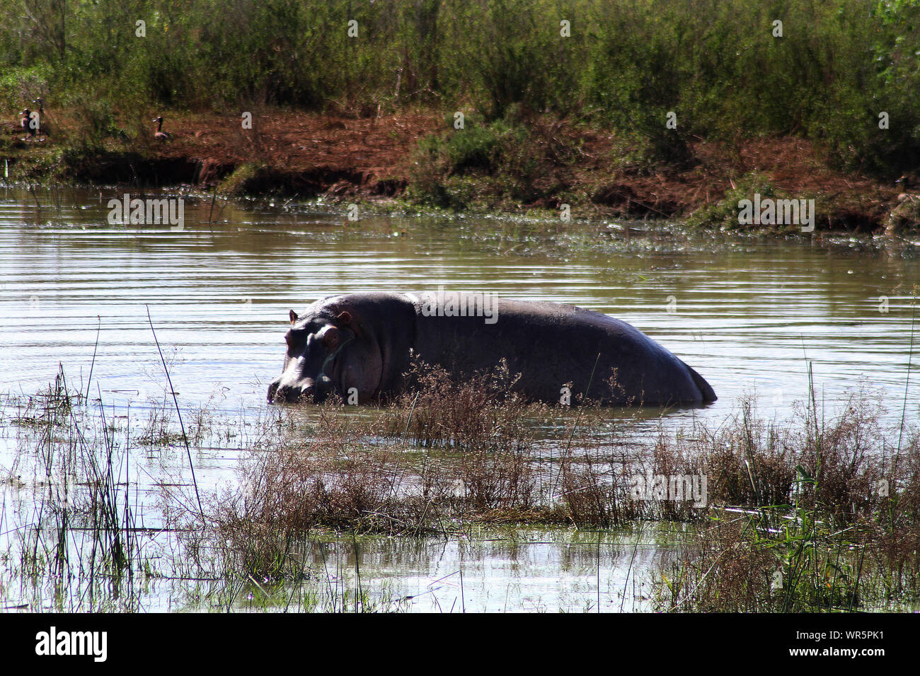 Bloat of hippos hi-res stock photography and images - Alamy