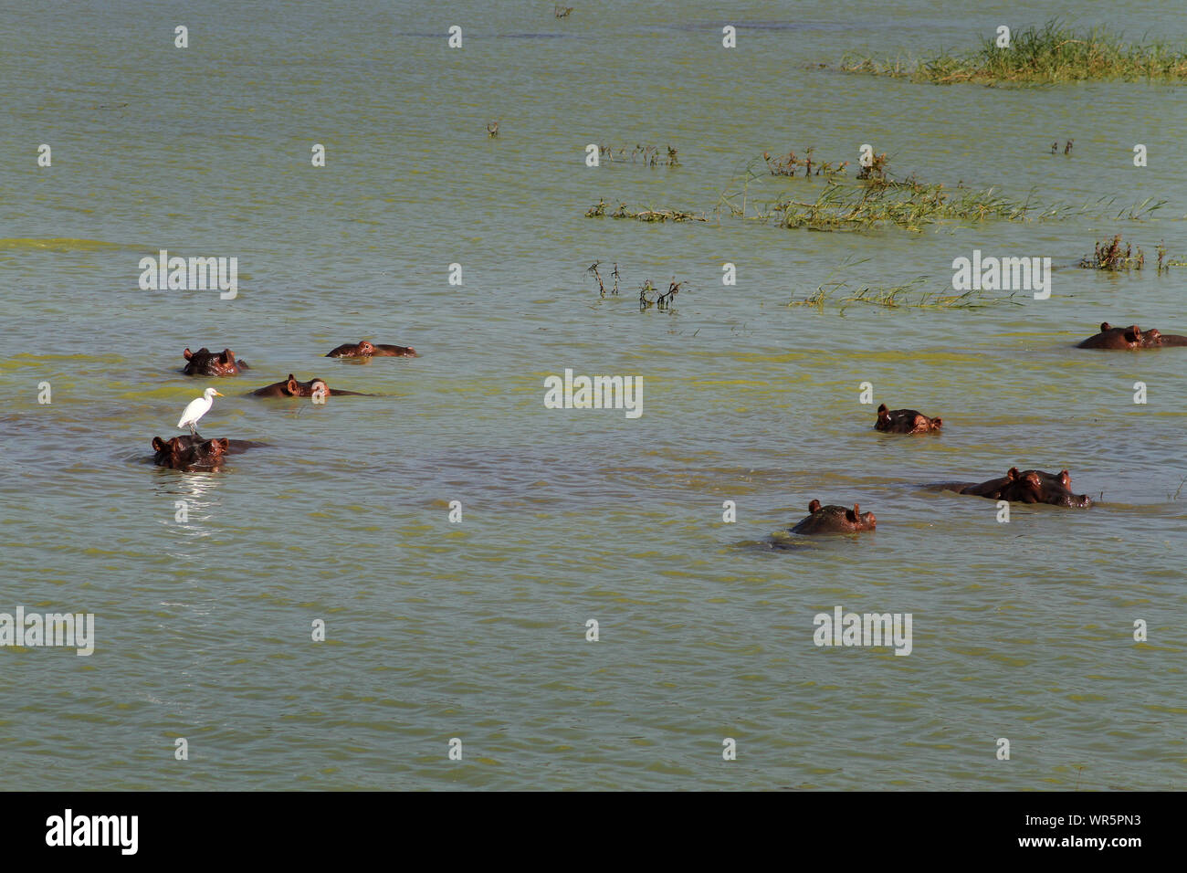 Bloat of hippos hi-res stock photography and images - Alamy