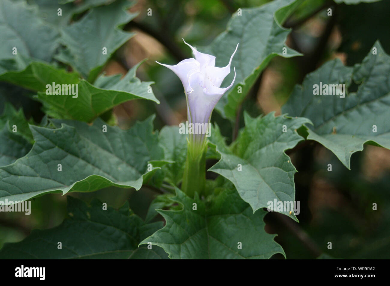 Jimsonweed plant, South Africa Stock Photo - Alamy