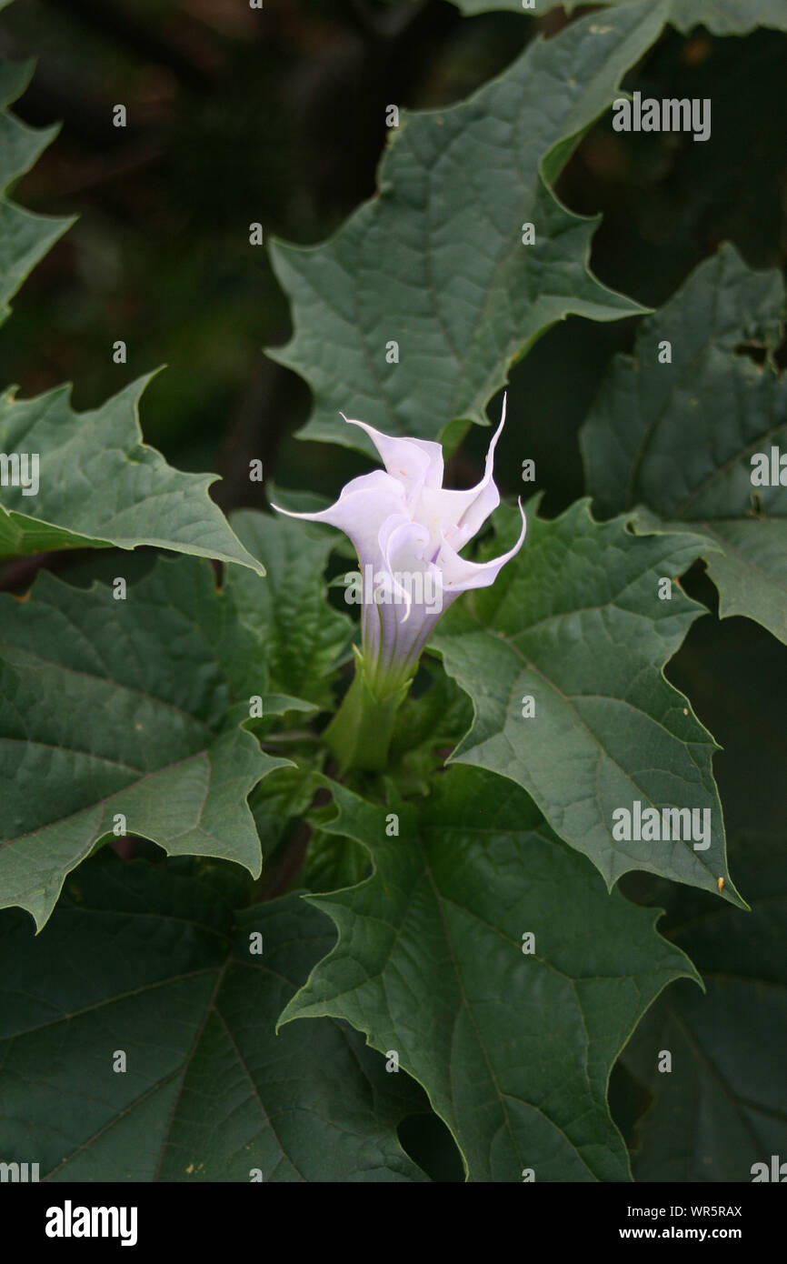 Jimsonweed hi-res stock photography and images - Alamy
