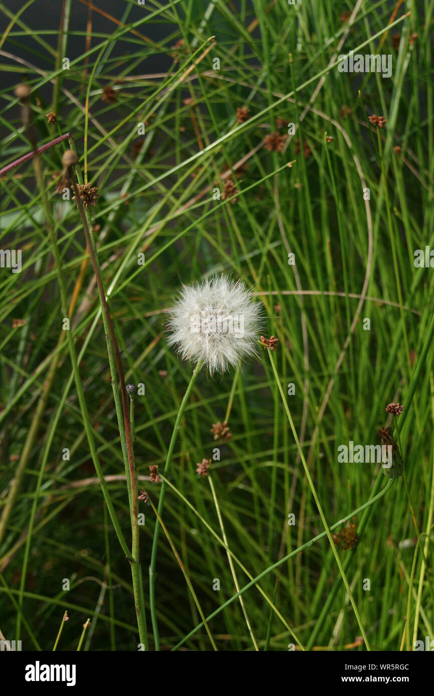 Dandelion plant, South Africa Stock Photo - Alamy