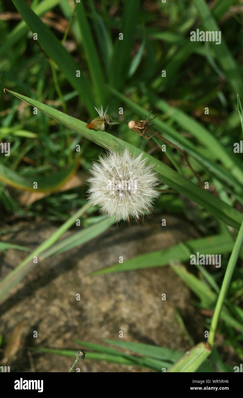 Dandelion plant, South Africa Stock Photo - Alamy