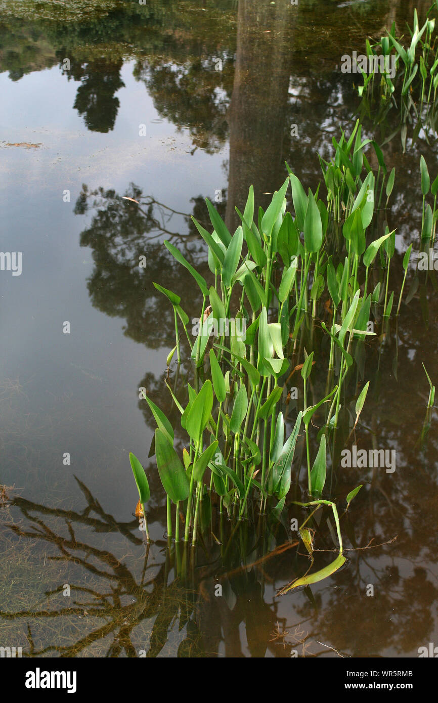 Pickerel weed plant, South Africa Stock Photo - Alamy