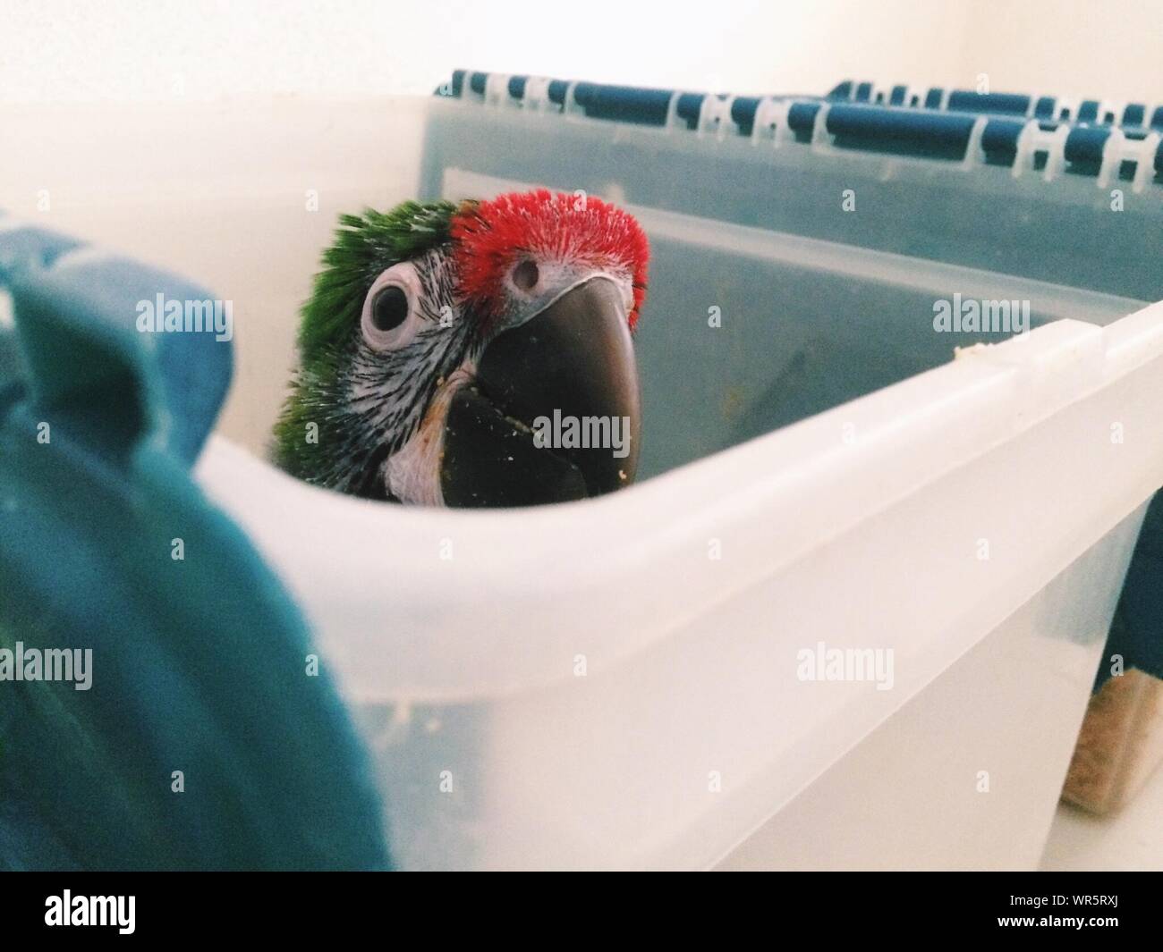Bird in garbage hi-res stock photography and images - Alamy