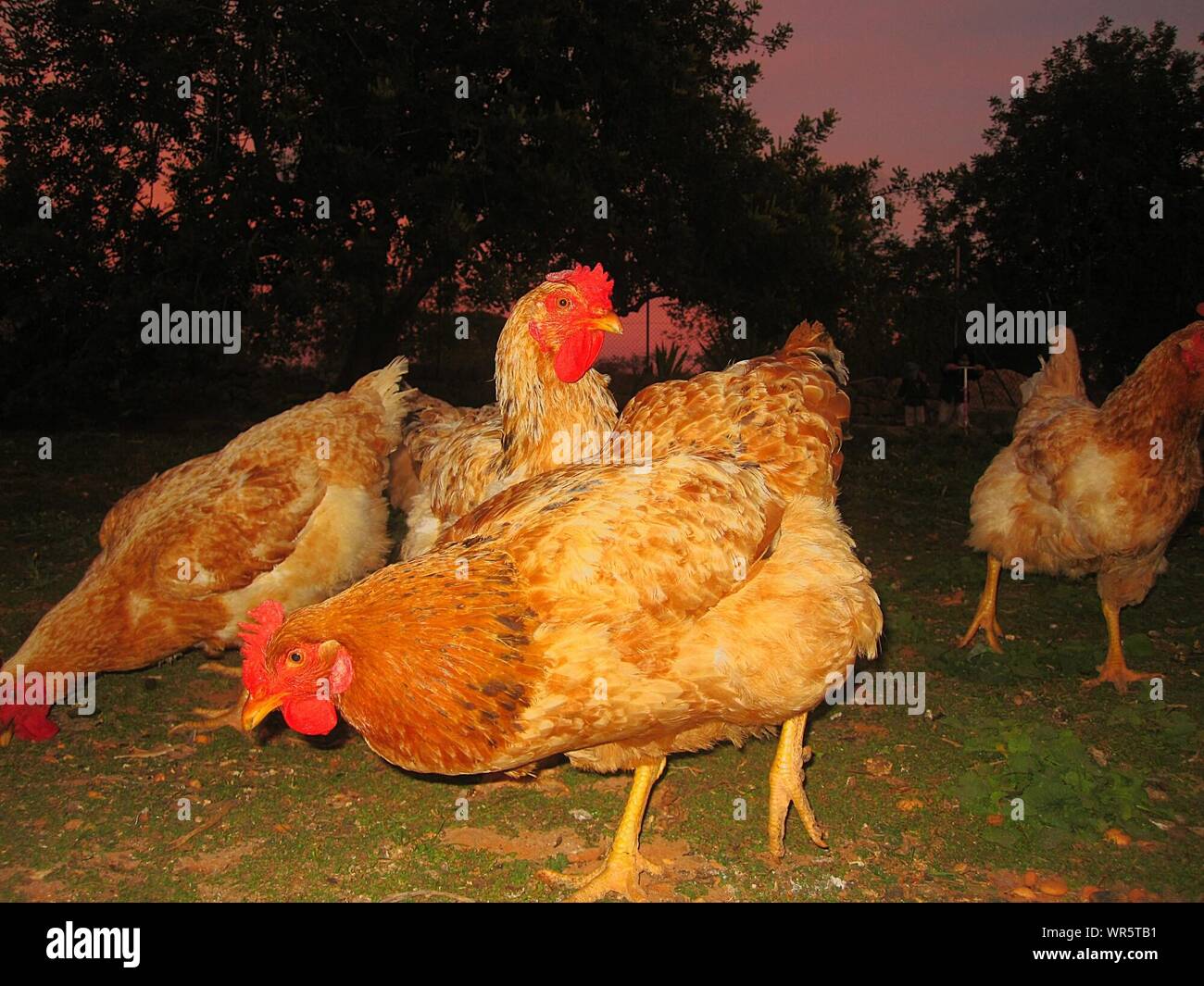 Hen night hi-res stock photography and images - Alamy