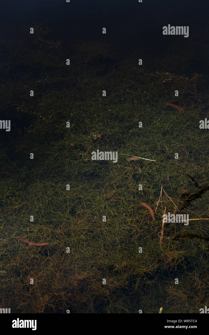 Algae floating in a pond, Drakensberg, South Africa Stock Photo - Alamy