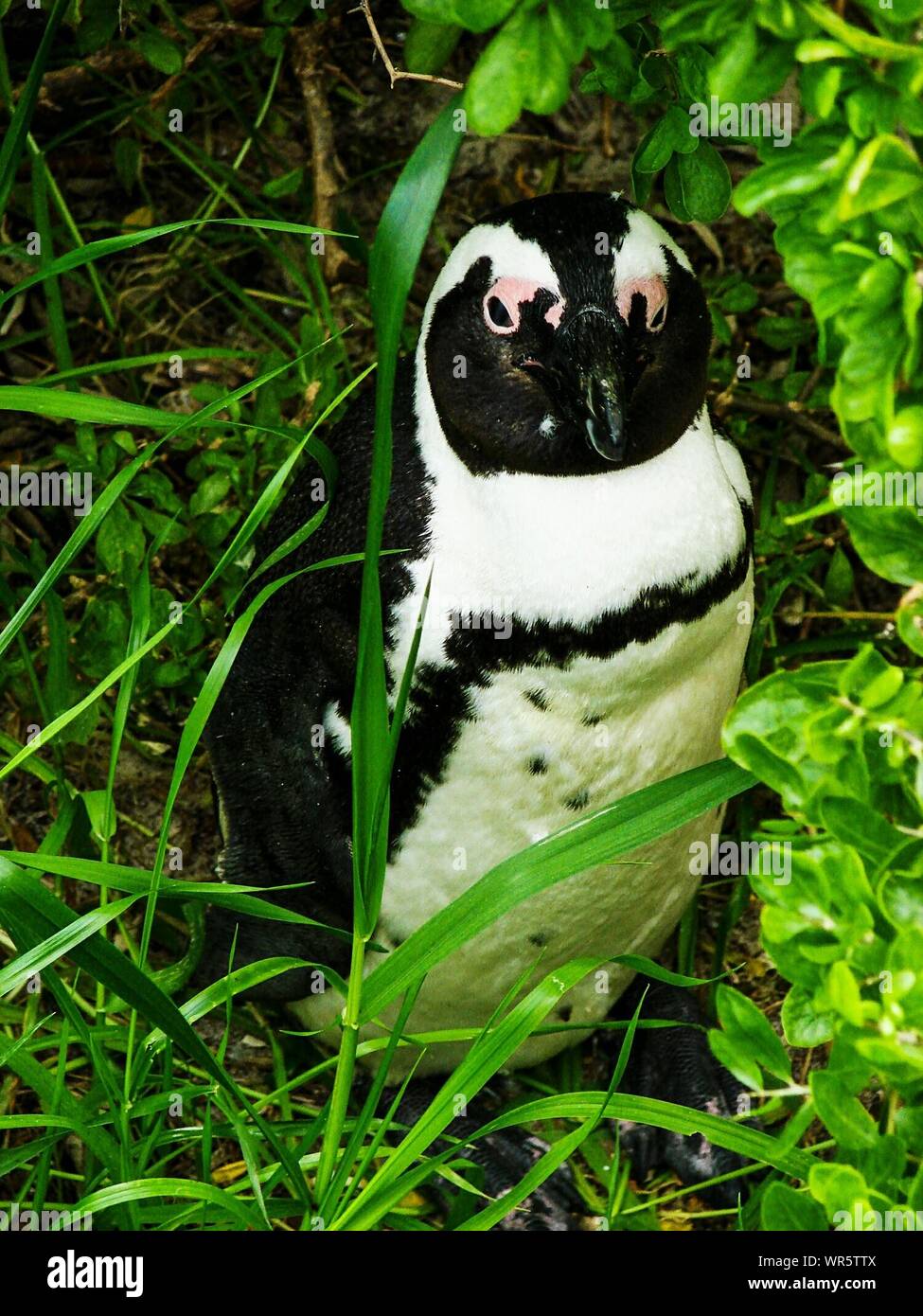 Penguin in the grass hi-res stock photography and images - Alamy