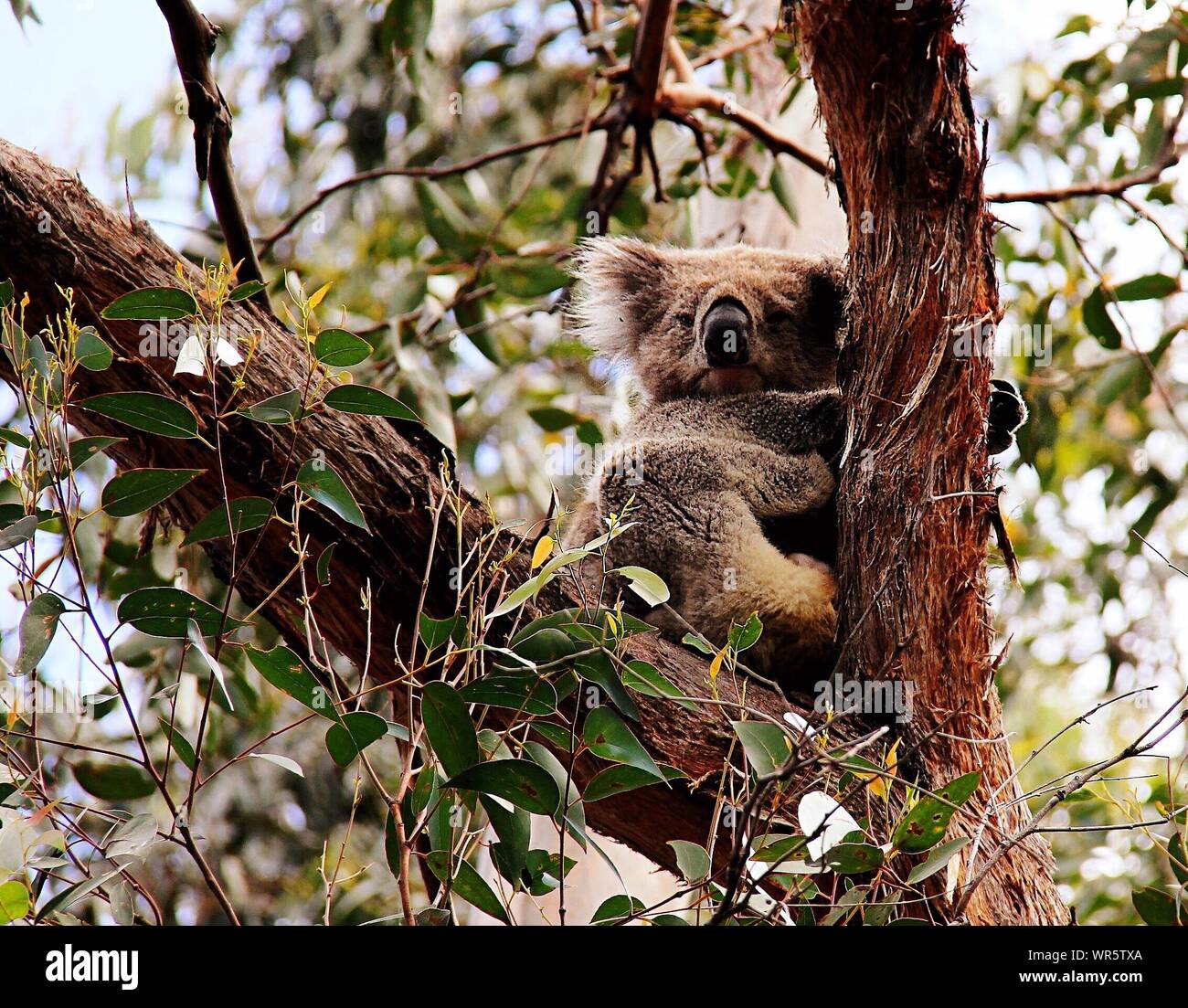 Bear branch hi-res stock photography and images - Alamy