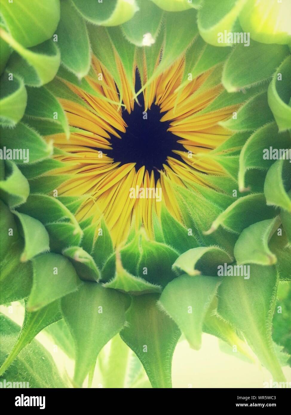 Detail Of Sunflower High Resolution Stock Photography and Images - Alamy