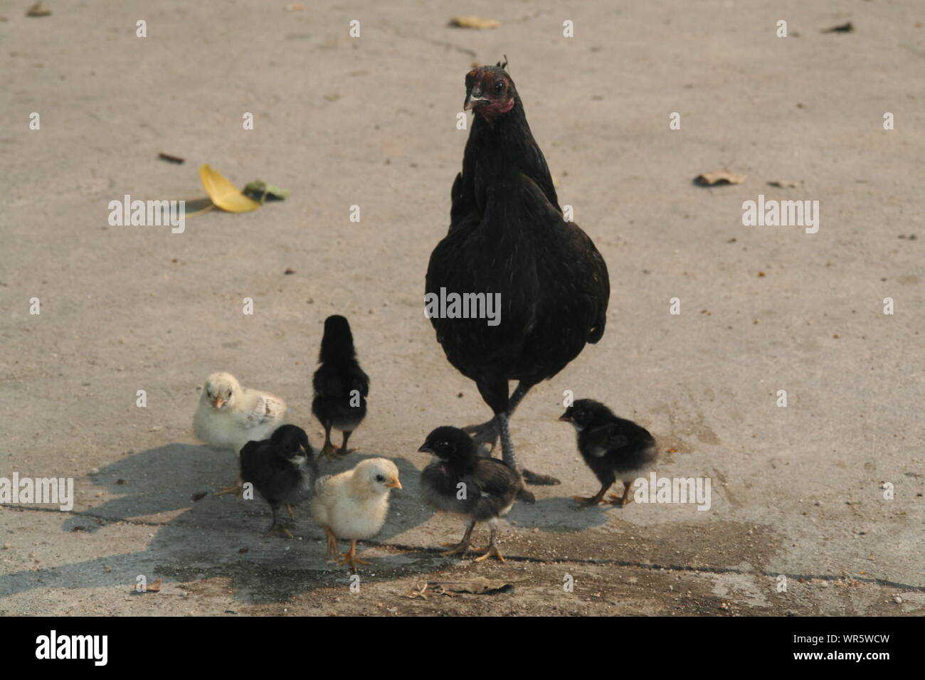 Baby Hen High Resolution Stock Photography and Images - Alamy