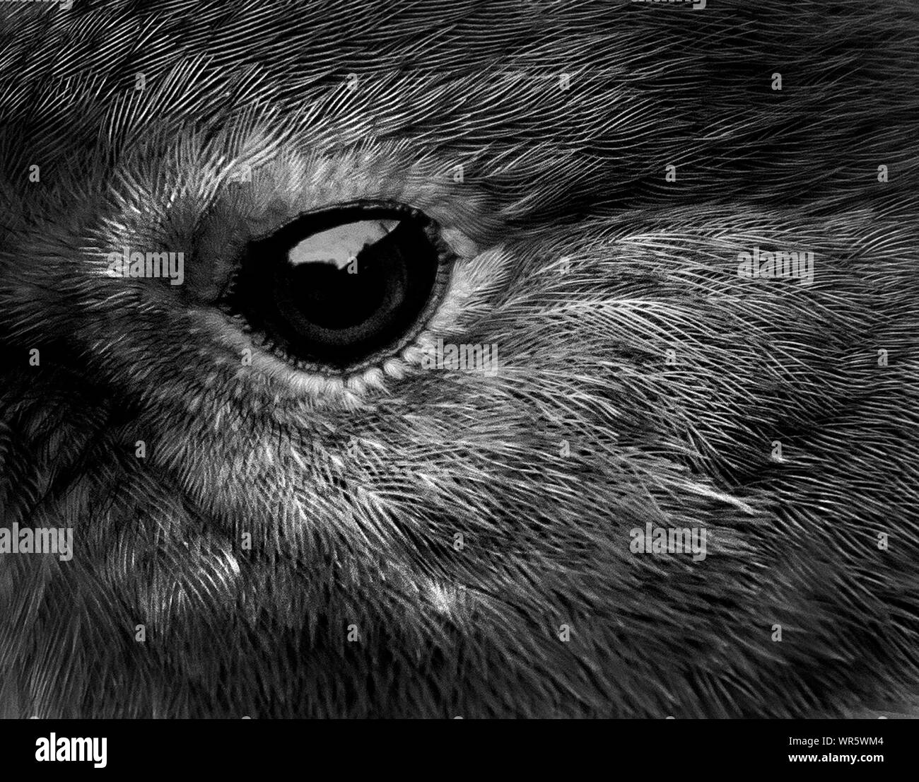 Bird head hi-res stock photography and images - Alamy