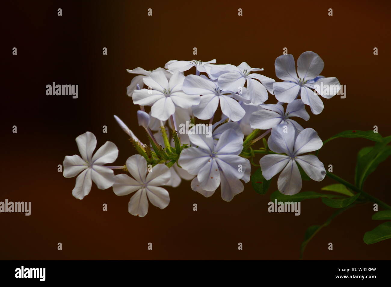 Milky white colour hi-res stock photography and images - Alamy