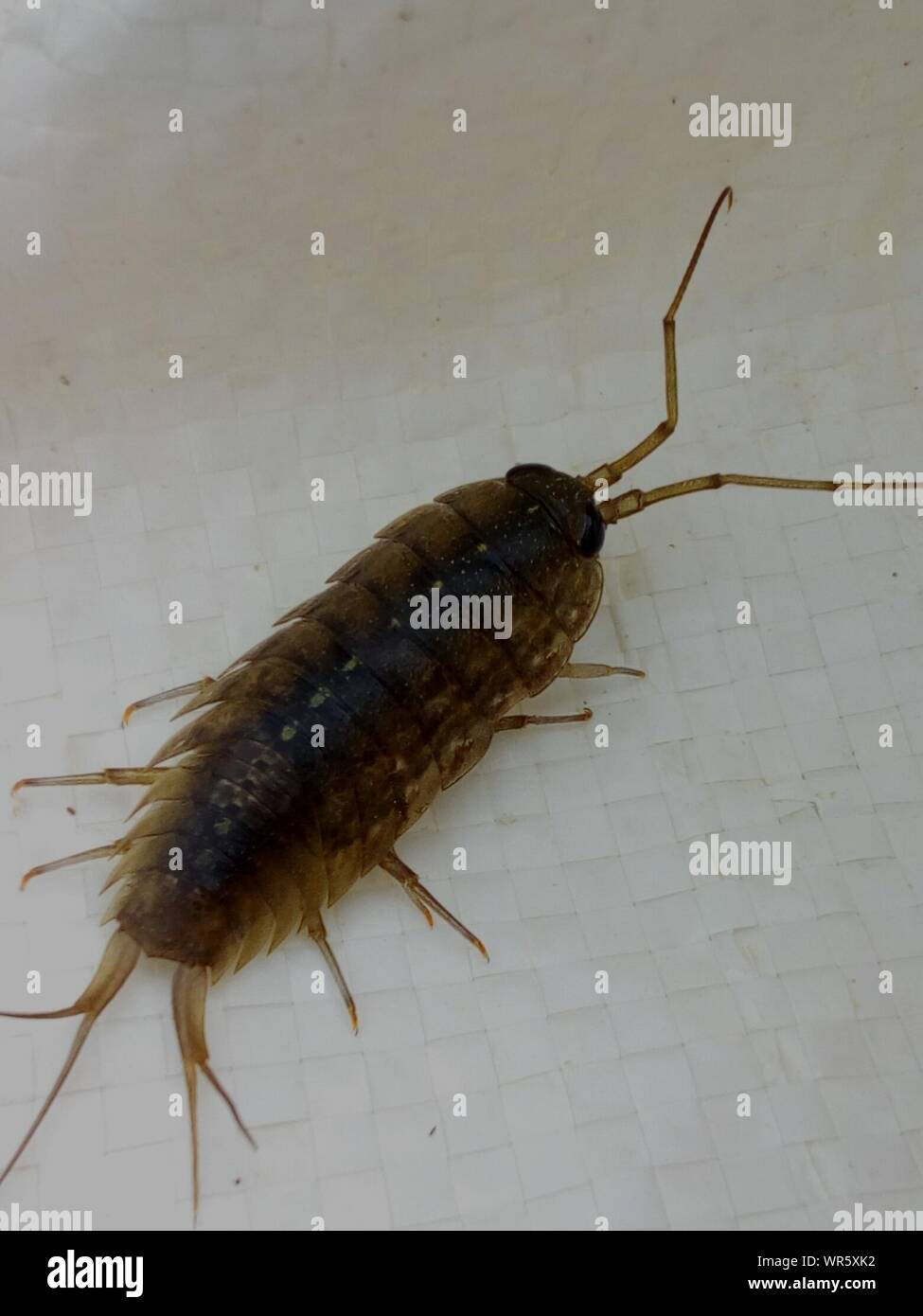 Sow Bug High Resolution Stock Photography and Images - Alamy