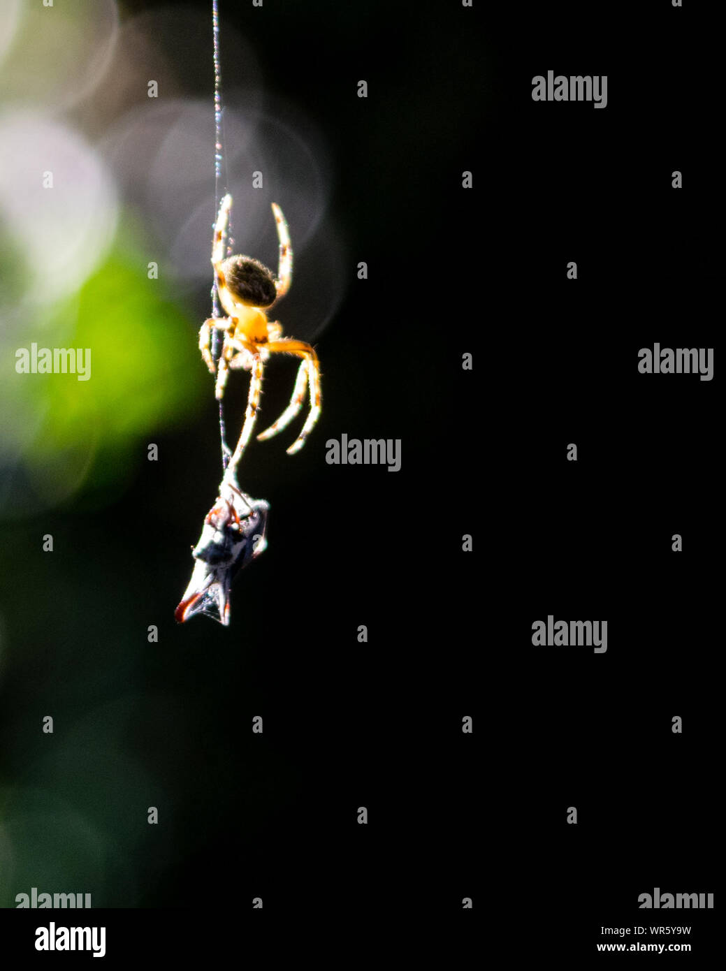 Trapping Wildlife High Resolution Stock Photography and Images - Alamy