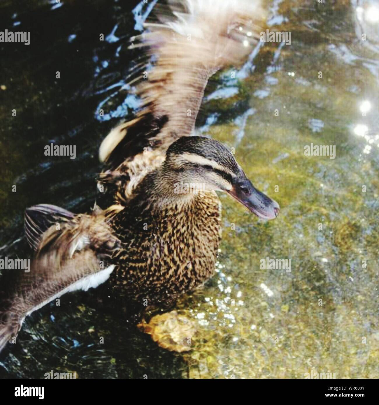 Duck Taking Off Stock Photo - Alamy