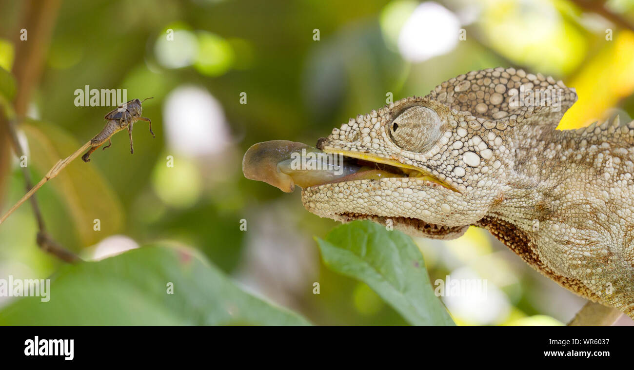 Wild warty chameleon (Furcifer verrucosus), southern Madagascar Stock ...