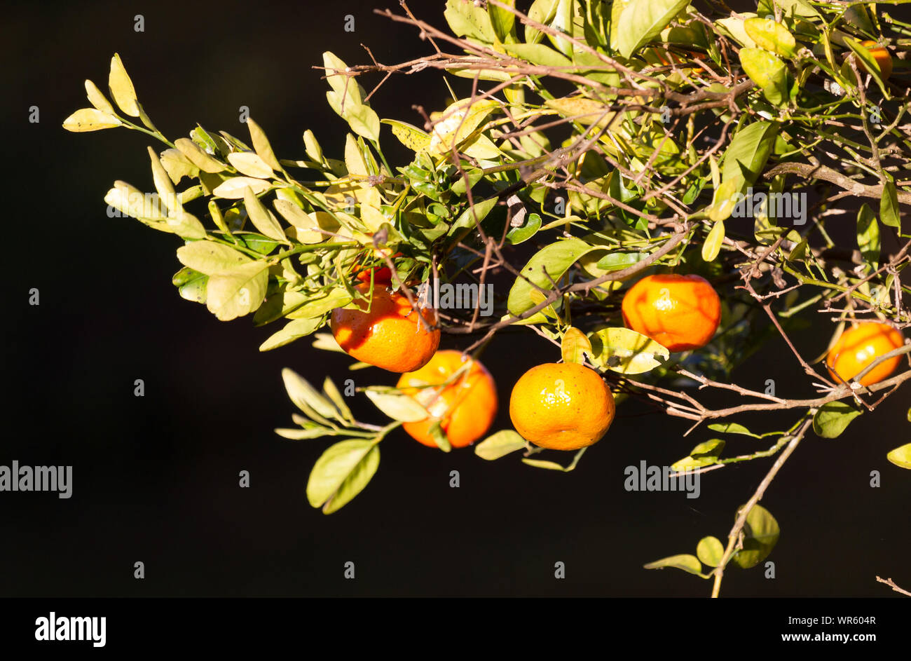 Ripe mandarin tree growing in central Madagascar, Africa Stock Photo ...