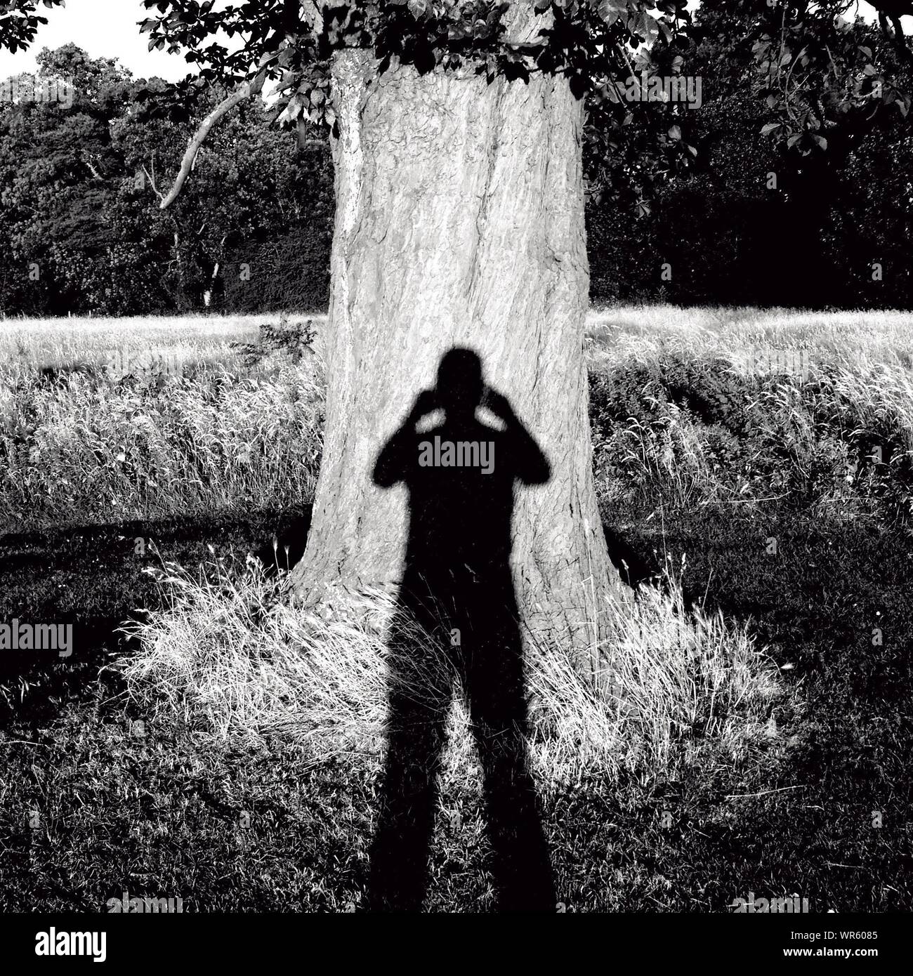 Man tree hi-res stock photography and images - Alamy