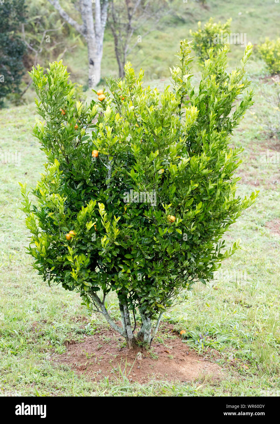 Ripe mandarin tree growing in central Madagascar, Africa Stock Photo ...