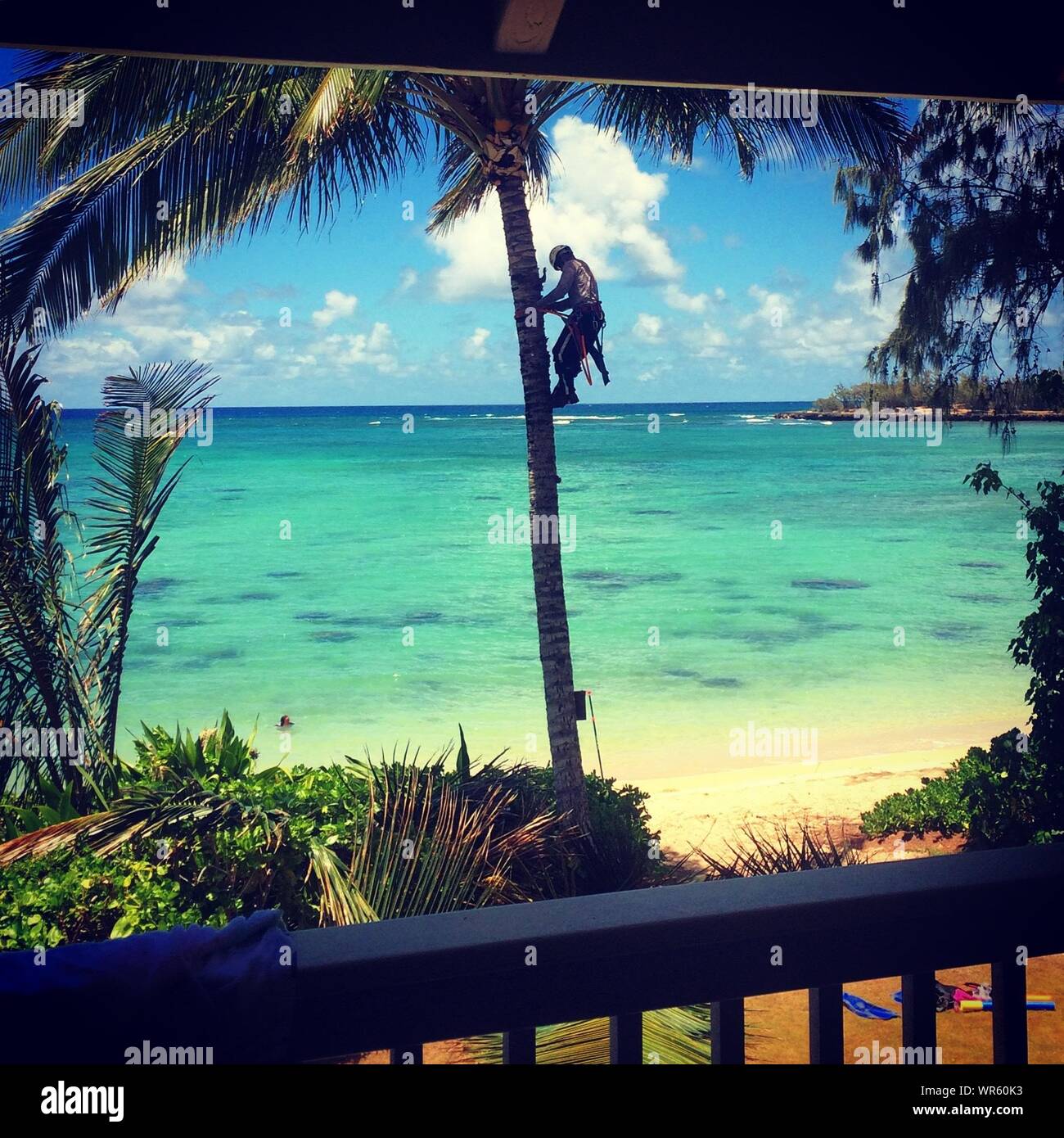 Palm tree climbing hi-res stock photography and images - Alamy