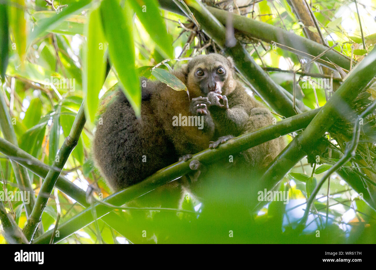 Common Brown Lemur (Eulemur fulvus fulvus), Madagascar, Africa Stock ...