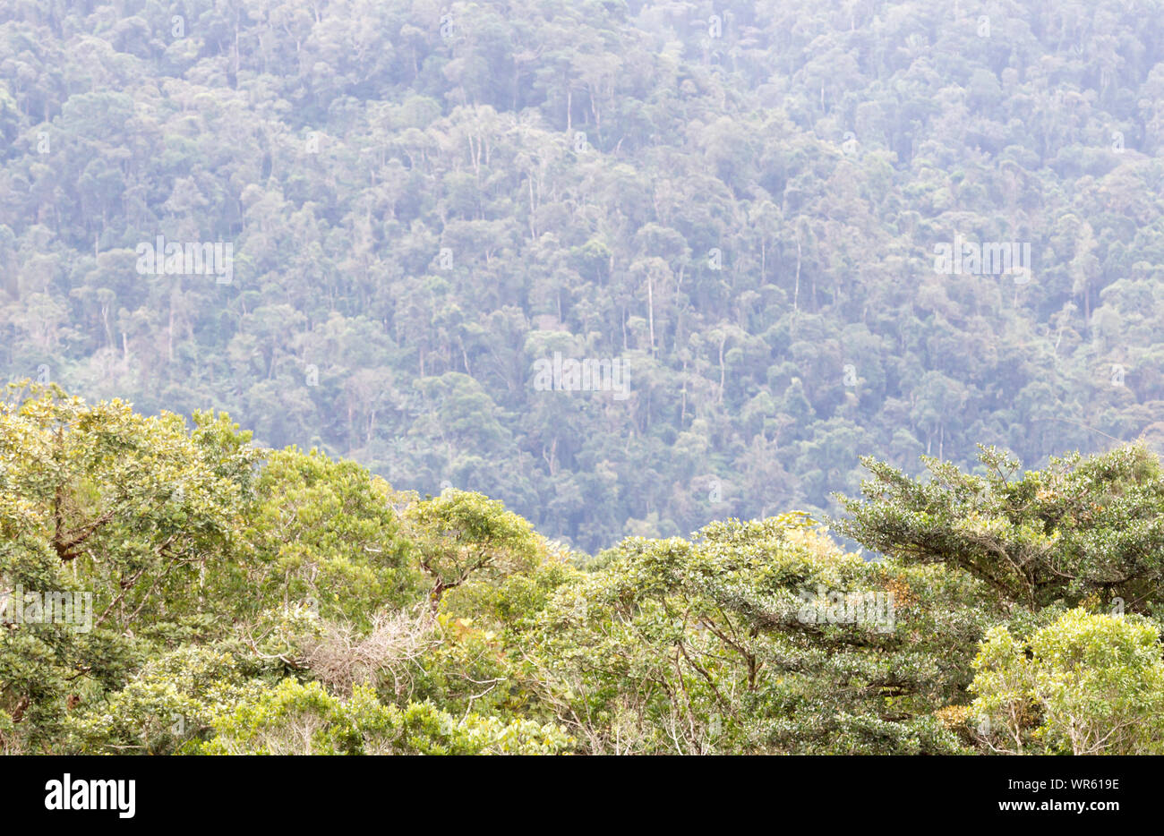 Tropical jungle in Madagascar, wet and moisty Stock Photo - Alamy