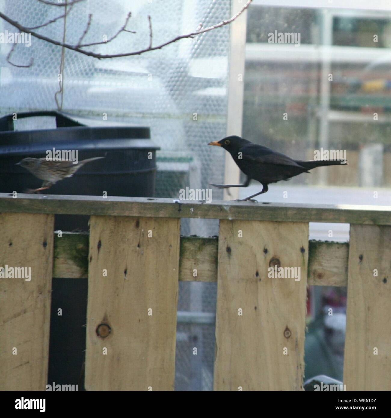 Birds on fence hi-res stock photography and images - Alamy